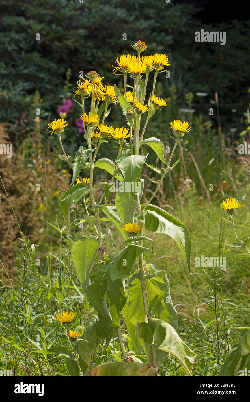 Echter Alant Blume (Inula Helenium), Deutschland Stockfotografie - Alamy