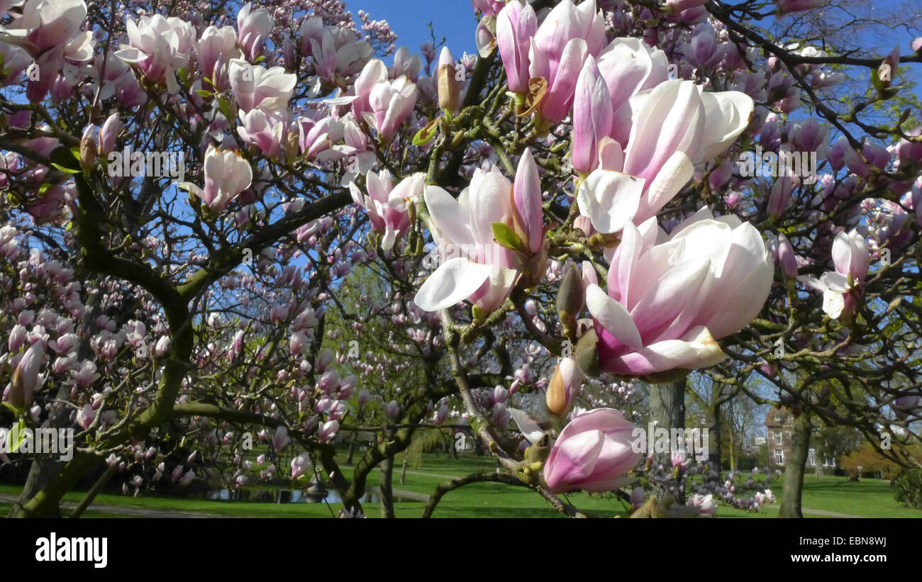 Untertasse Magnolie (Magnolia x Soulangiana, Magnolia Soulangiana, X ...