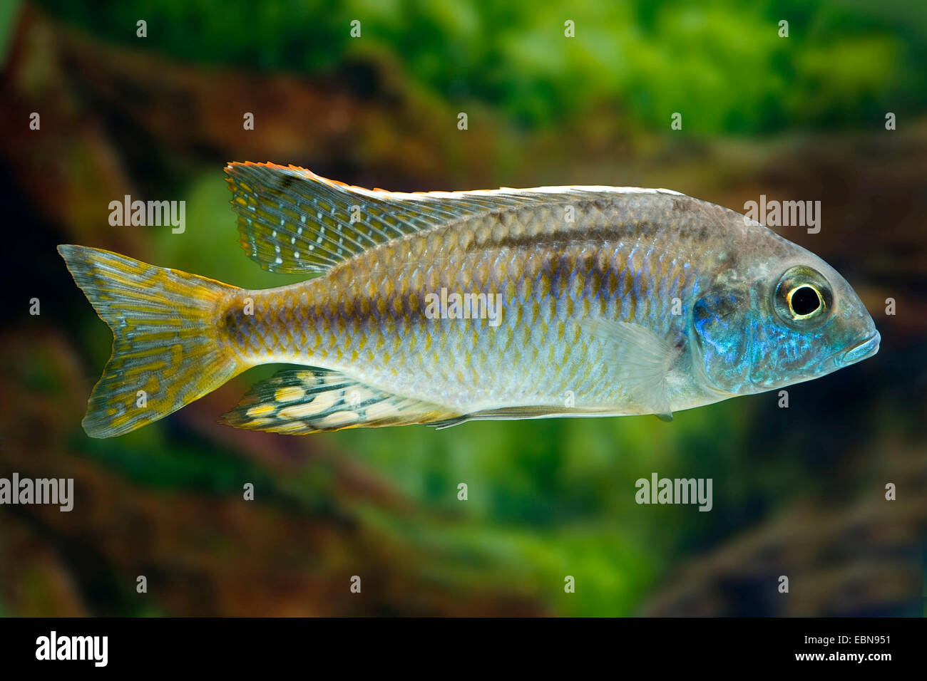 Lethrinops microstoma -Fotos und -Bildmaterial in hoher Auflösung – Alamy
