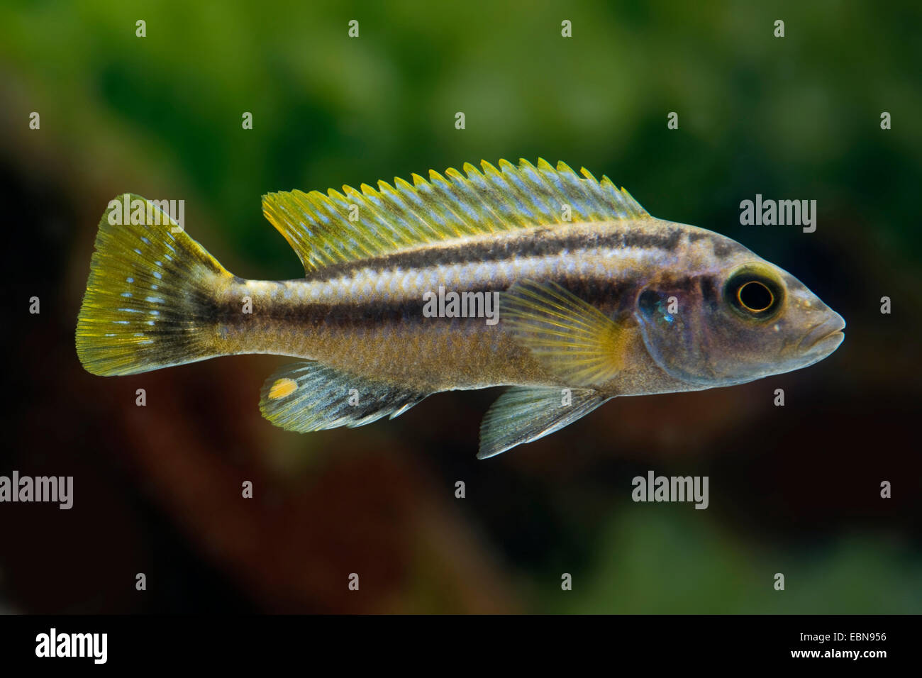 Malawi buntbarsche -Fotos und -Bildmaterial in hoher Auflösung – Alamy