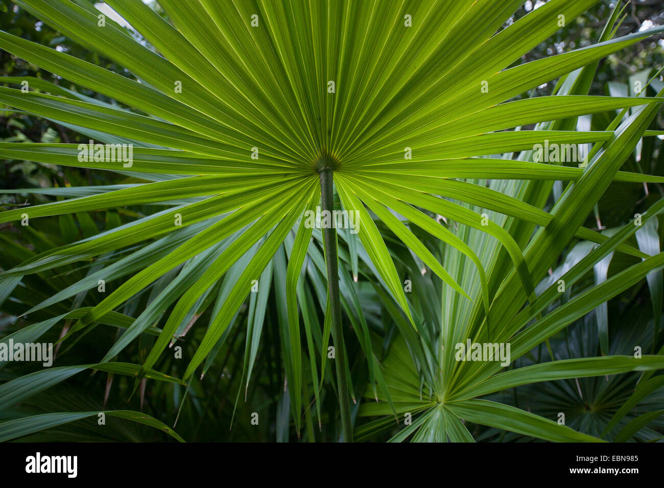 FLORIDA THATCH PALM (Thrinax Radiata) Curry Hängematte State Park ...