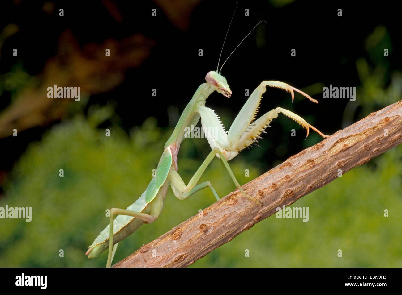 Sitzen und beten -Fotos und -Bildmaterial in hoher Auflösung – Alamy