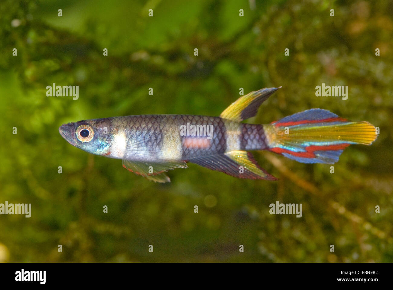 Rakete Panchax, Clown Killifische, Rocket Killie (Epiplatys Annulatus ...