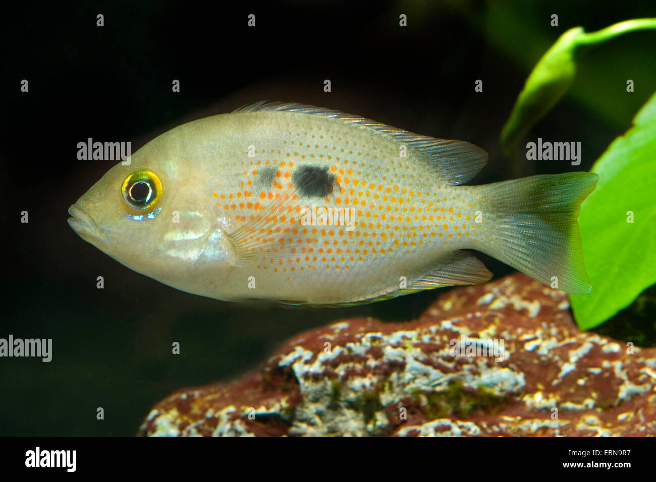 Orange Chromide (Etroplus Maculatus), Schwimmen Stockfotografie - Alamy
