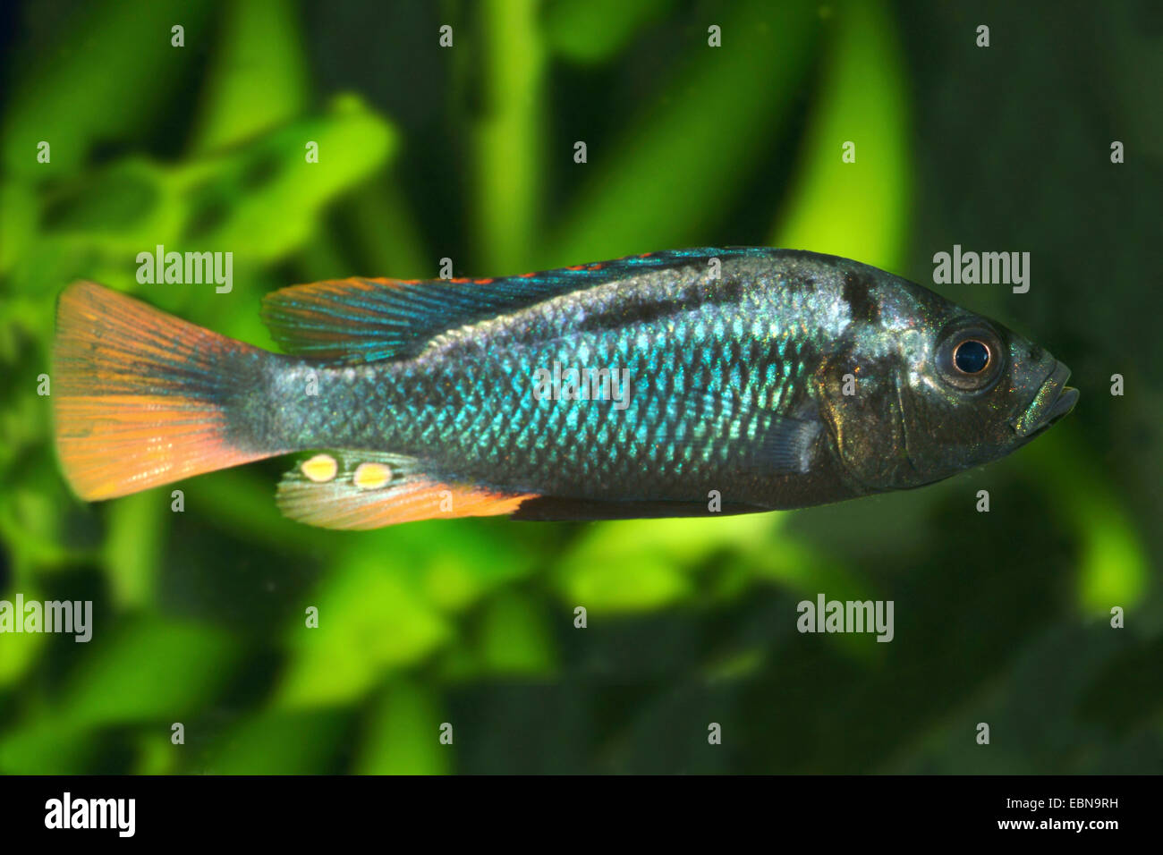 Zebra Obliquidens Astatotilapia Latifasciata Juvenile
