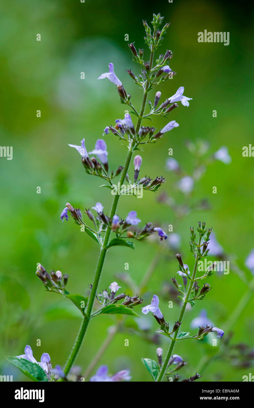 Nepitella calamintha nepeta -Fotos und -Bildmaterial in hoher Auflösung ...