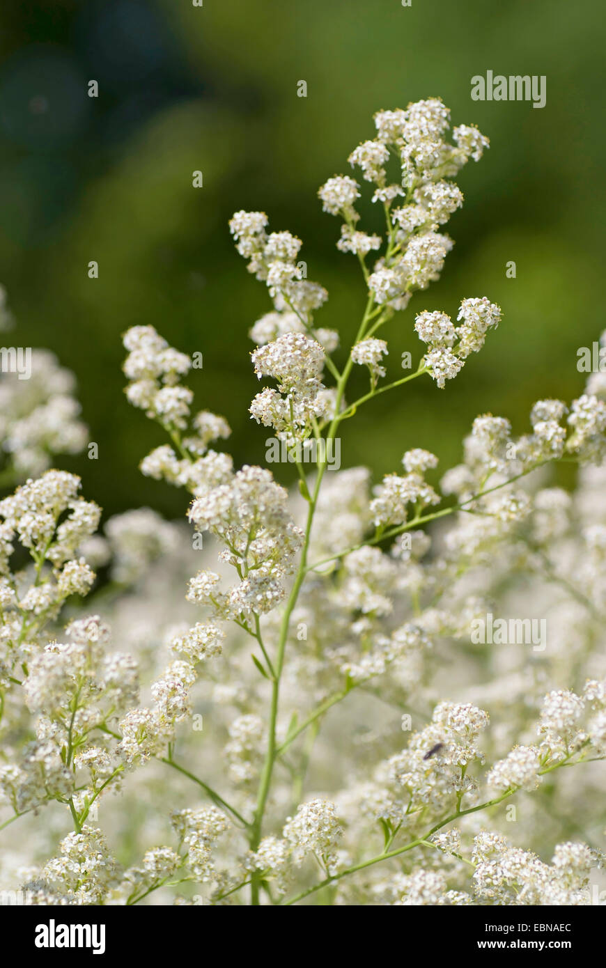 Dittander, ausdauernde Kresse, breit-Blatt Pfeffer-Grass (Lepidium ...