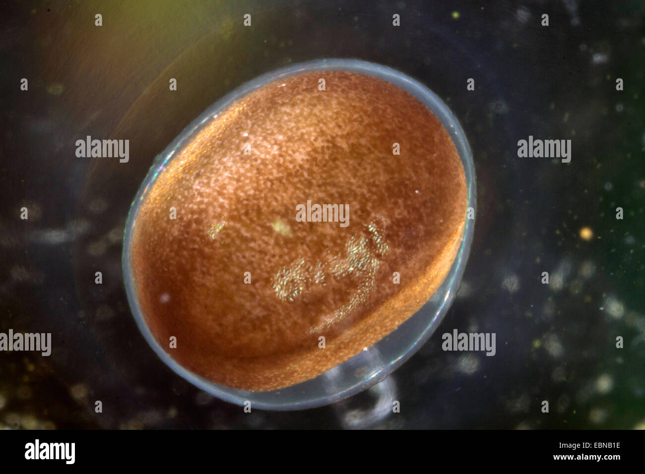 Frosch entwicklung -Fotos und -Bildmaterial in hoher Auflösung – Alamy