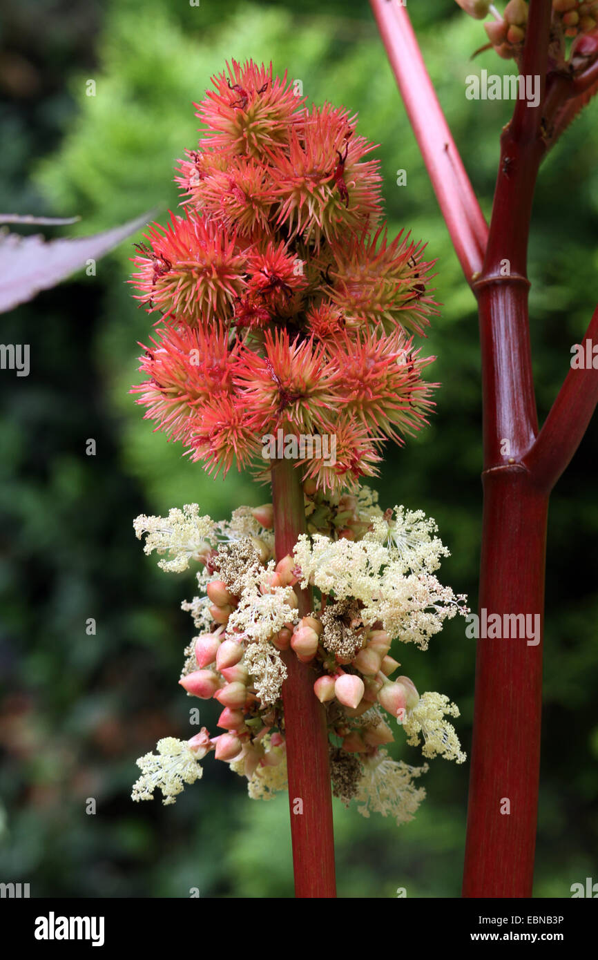 Ricinus communis -Fotos und -Bildmaterial in hoher Auflösung – Alamy
