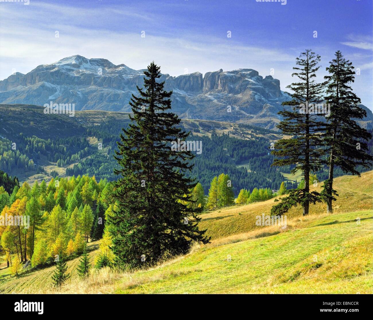 Schau weide -Fotos und -Bildmaterial in hoher Auflösung – Alamy