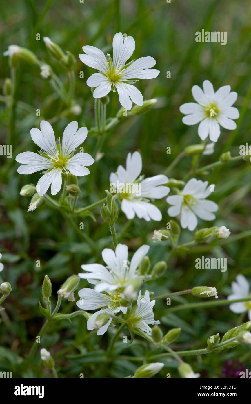 Steif -Fotos und -Bildmaterial in hoher Auflösung – Alamy