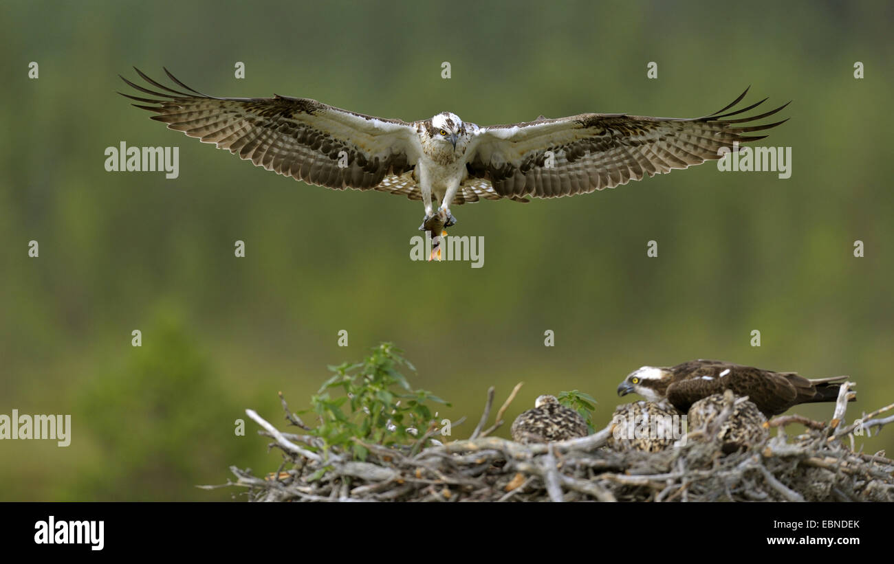 Fischadler, Fisch Hawk (Pandion Haliaetus), Männchen im Flug liefern ...