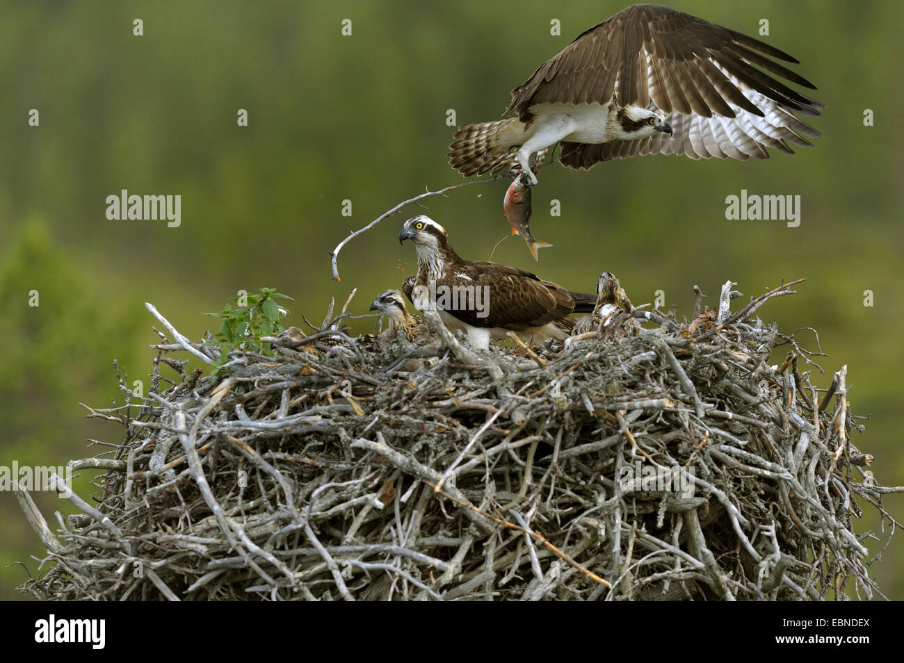 Fischadler, Fisch Hawk (Pandion Haliaetus), Männchen im Flug liefern ...