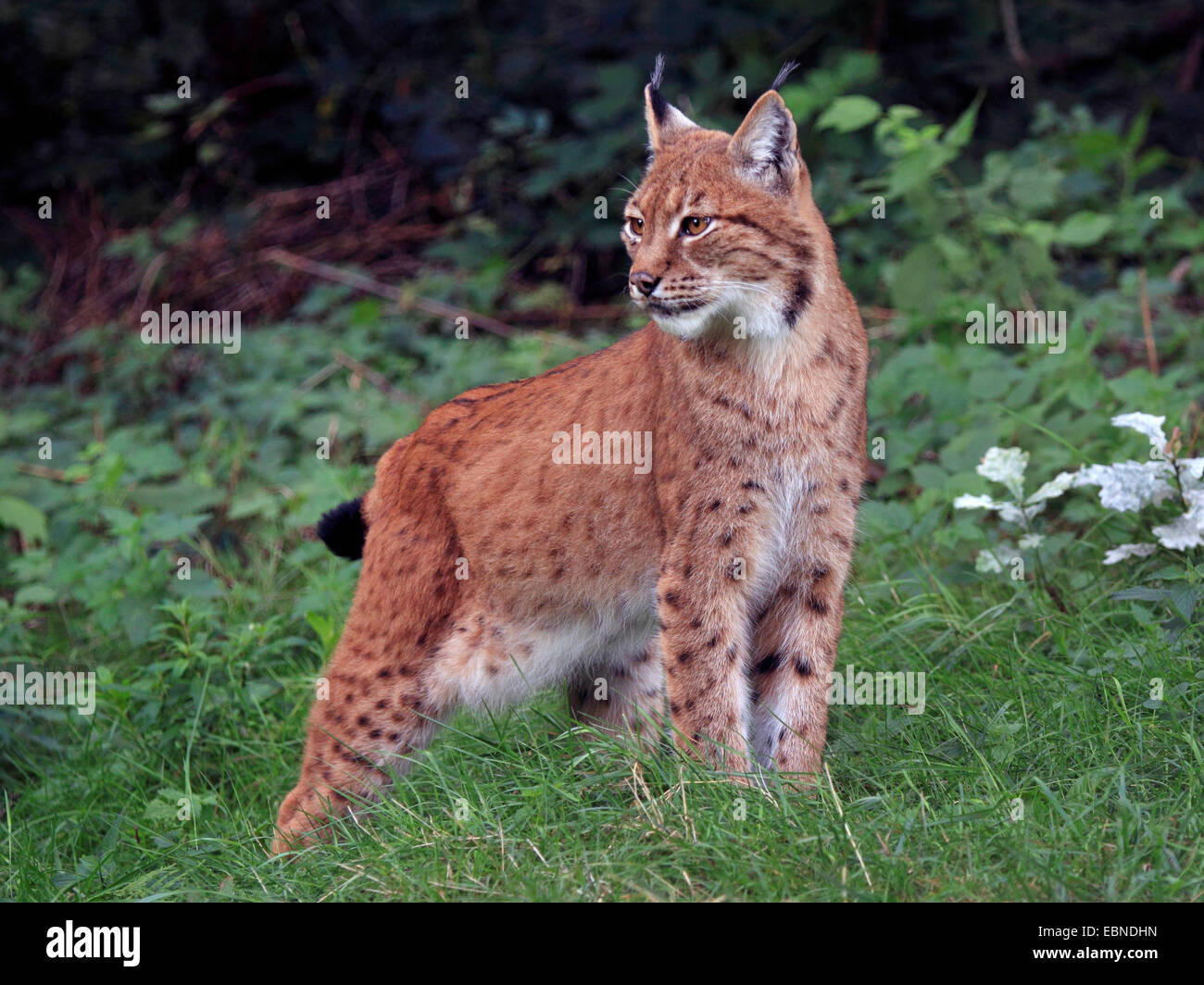 Eurasischer Luchs (Lynx Lynx), stehend auf einer Wiese am Wald Rand ...