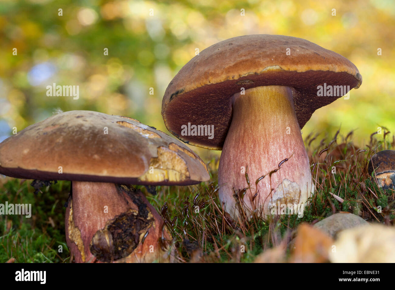 Scarletina steinpilz moos -Fotos und -Bildmaterial in hoher Auflösung ...