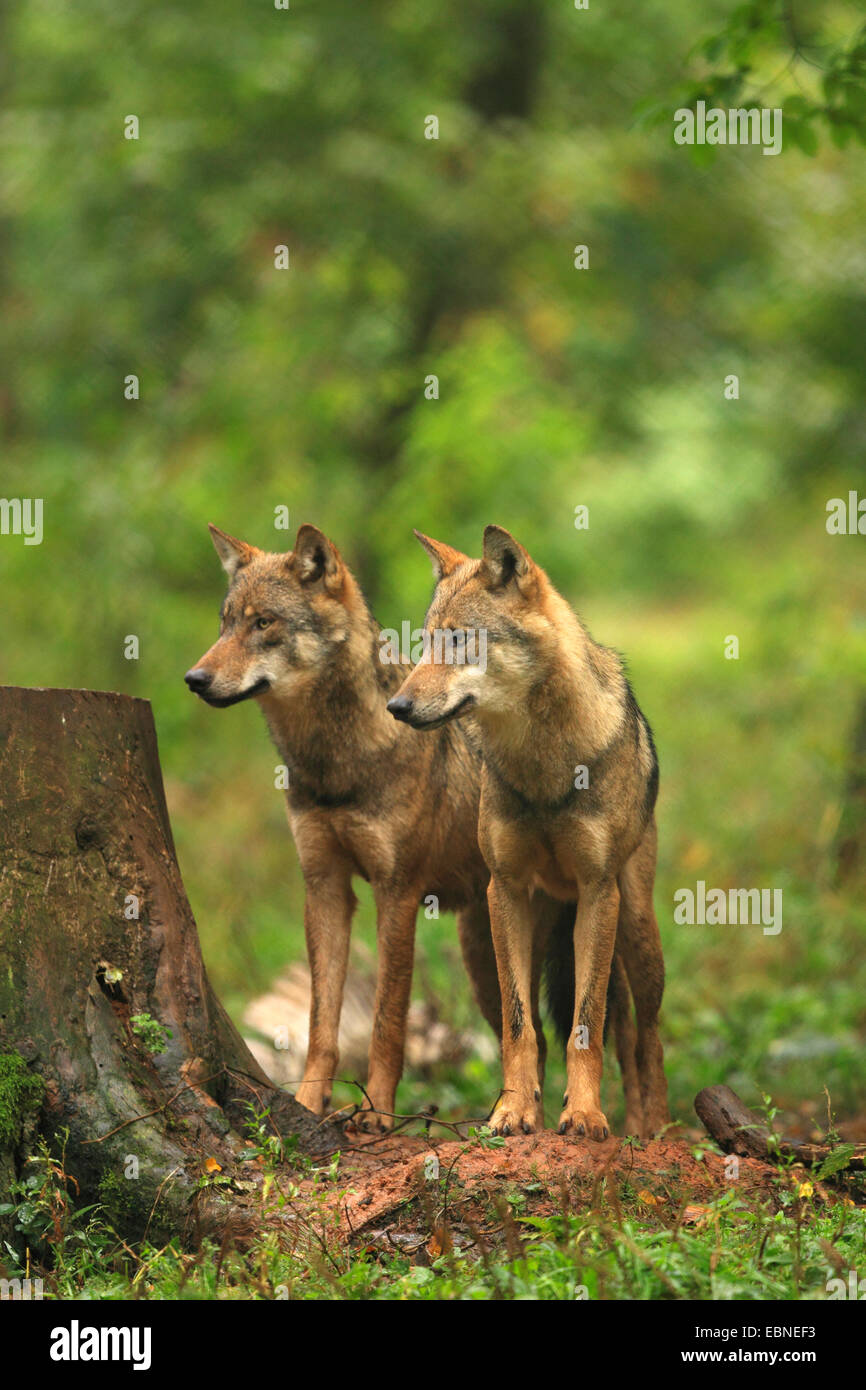 Young wolves -Fotos und -Bildmaterial in hoher Auflösung – Alamy
