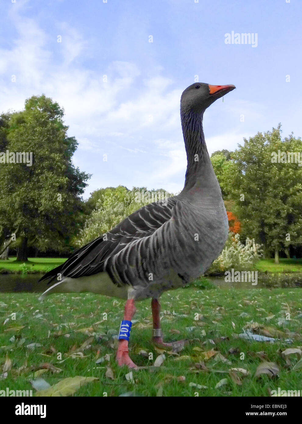 Graugans (Anser Anser), beringte Graugans stehend in einer Wiese ...