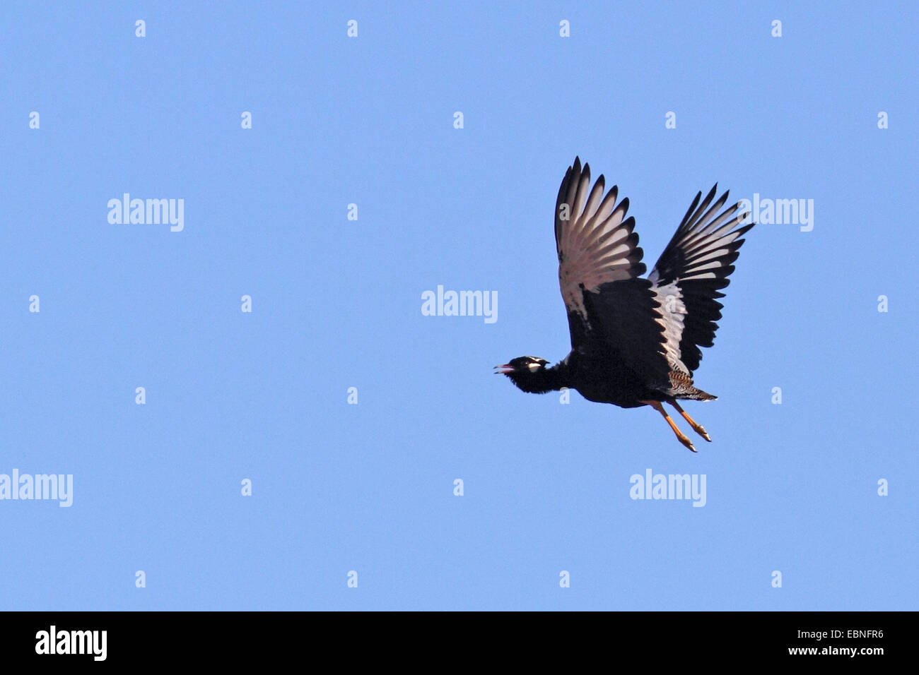 schwarzen Trappen, schwarze Korhaan (Eupodotis Afra), Männchen im Flug ...