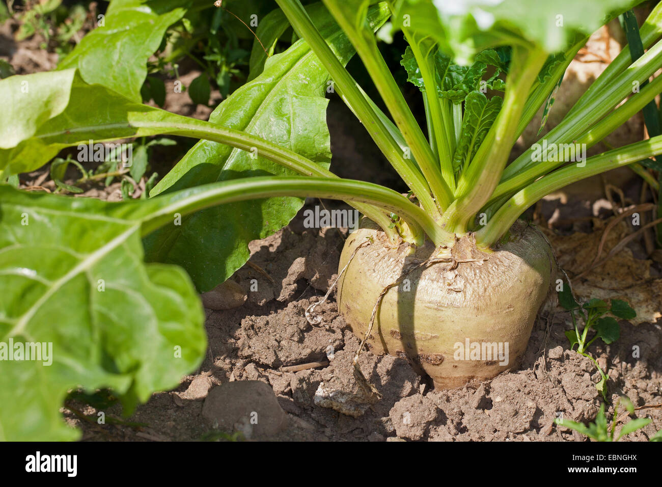 Zuckerrüben, Zuckerrüben, Rübe Wurzel, Stamm der Zuckerrübe (Beta ...