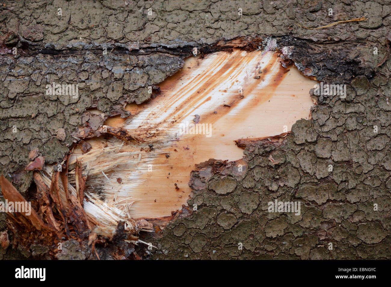 Fichte rinde close up -Fotos und -Bildmaterial in hoher Auflösung – Alamy