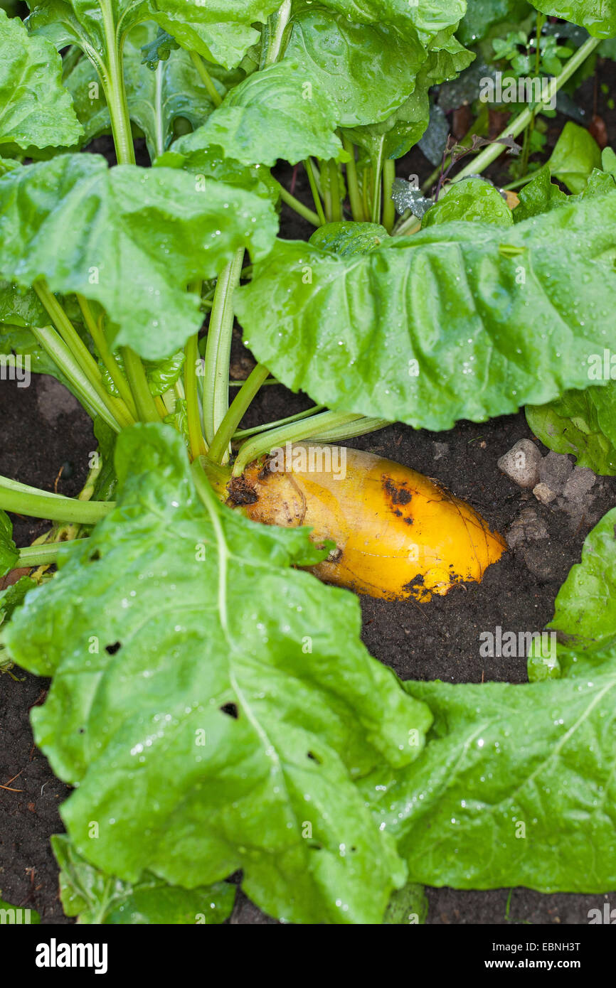 Mangold Wurzel, Wurzel, Feld Rüben (Beta Vulgaris Subspecies Vulgaris ...
