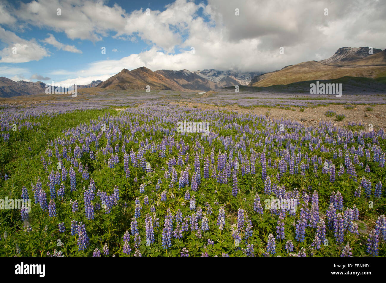 Nootka lupine, Alaska Lupine (Lupinus Nootkatensis), blühenden Lupinen ...