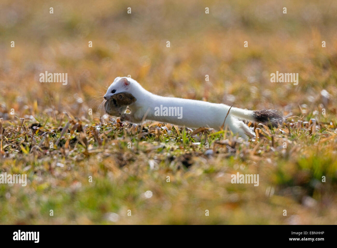 Mouse In The Snow Stockfotos und -bilder Kaufen - Alamy