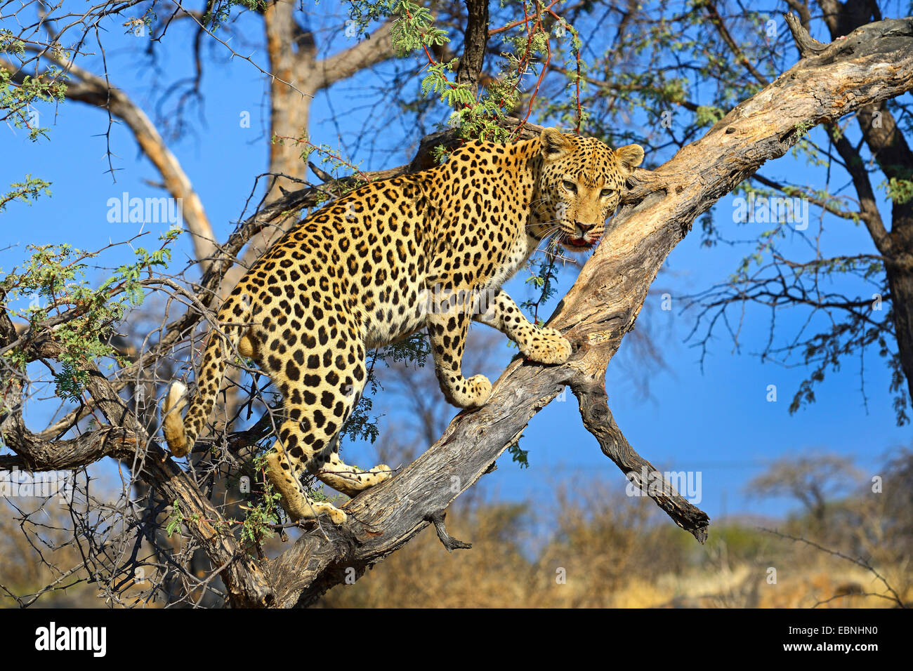 Leopard (Panthera Pardus), auf einen Baum klettern und auf der Suche ...