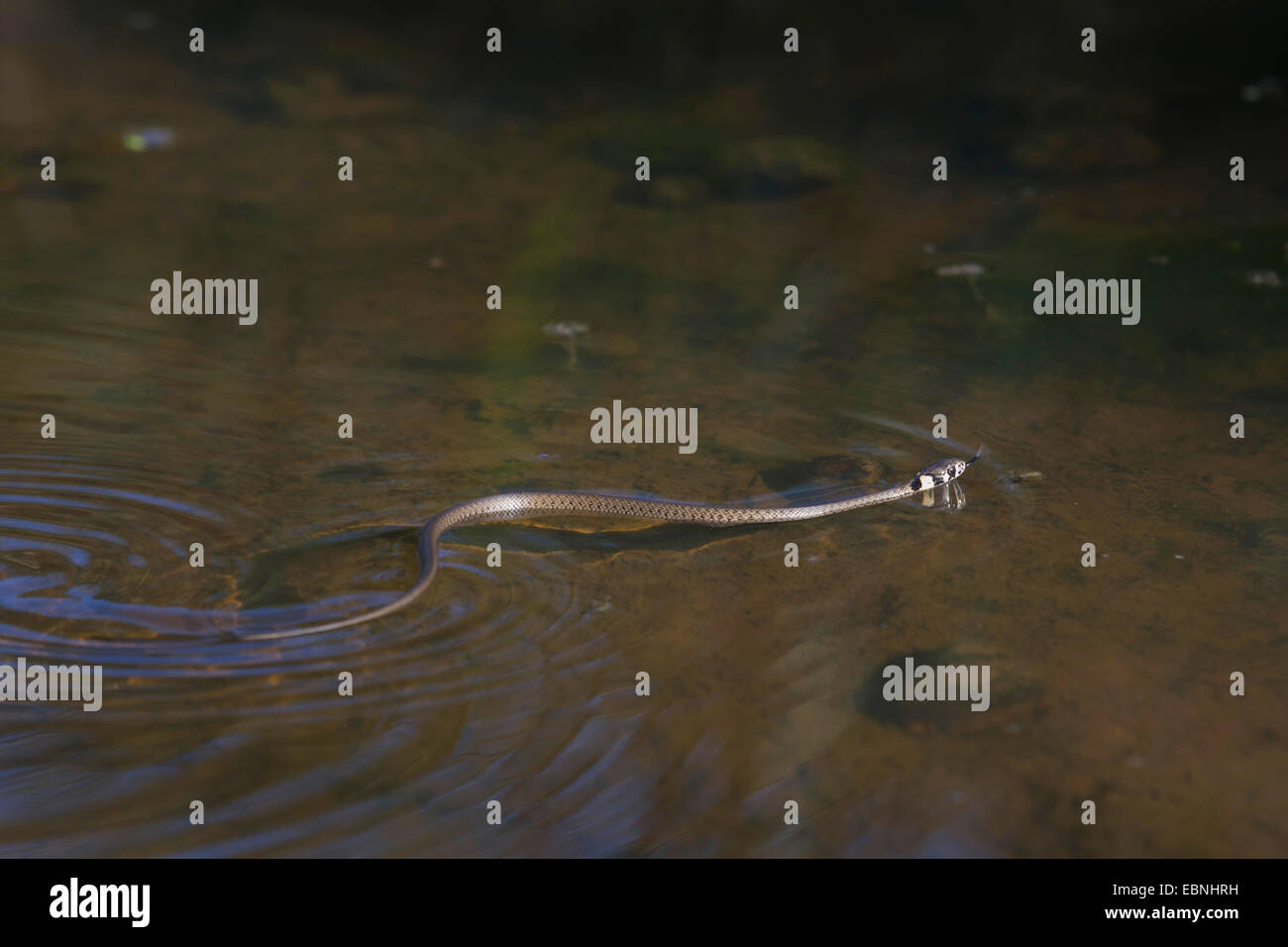 Ringelnatter natrix natrix schwimmend -Fotos und -Bildmaterial in hoher ...