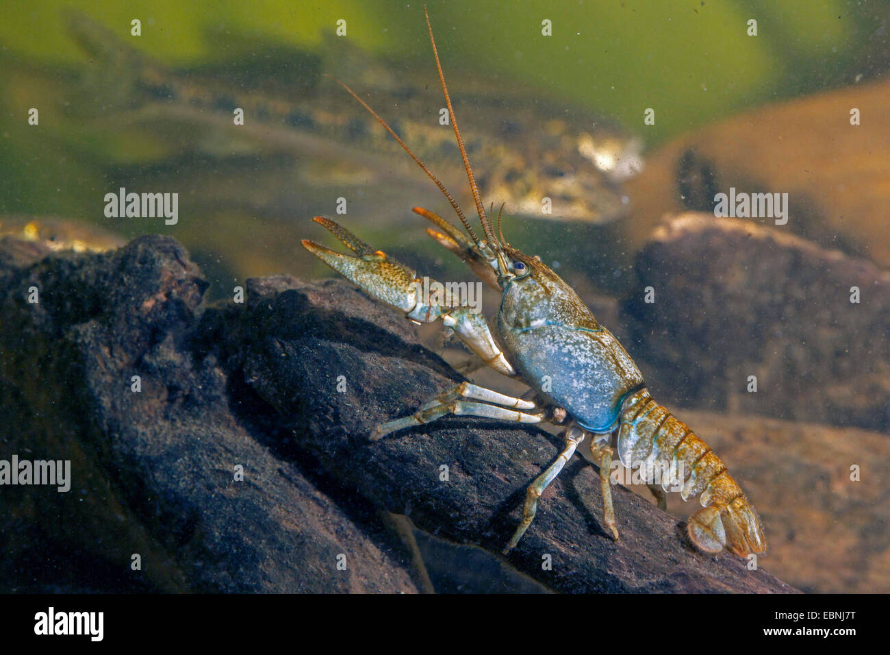 Nahaufnahme von krebsen -Fotos und -Bildmaterial in hoher Auflösung – Alamy