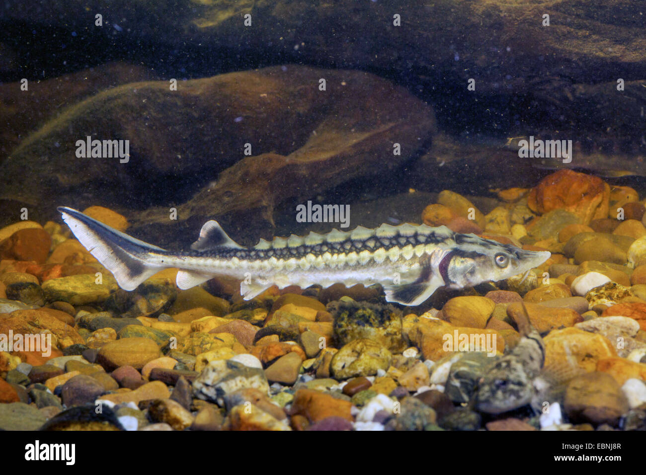 Russische fauna -Fotos und -Bildmaterial in hoher Auflösung – Alamy