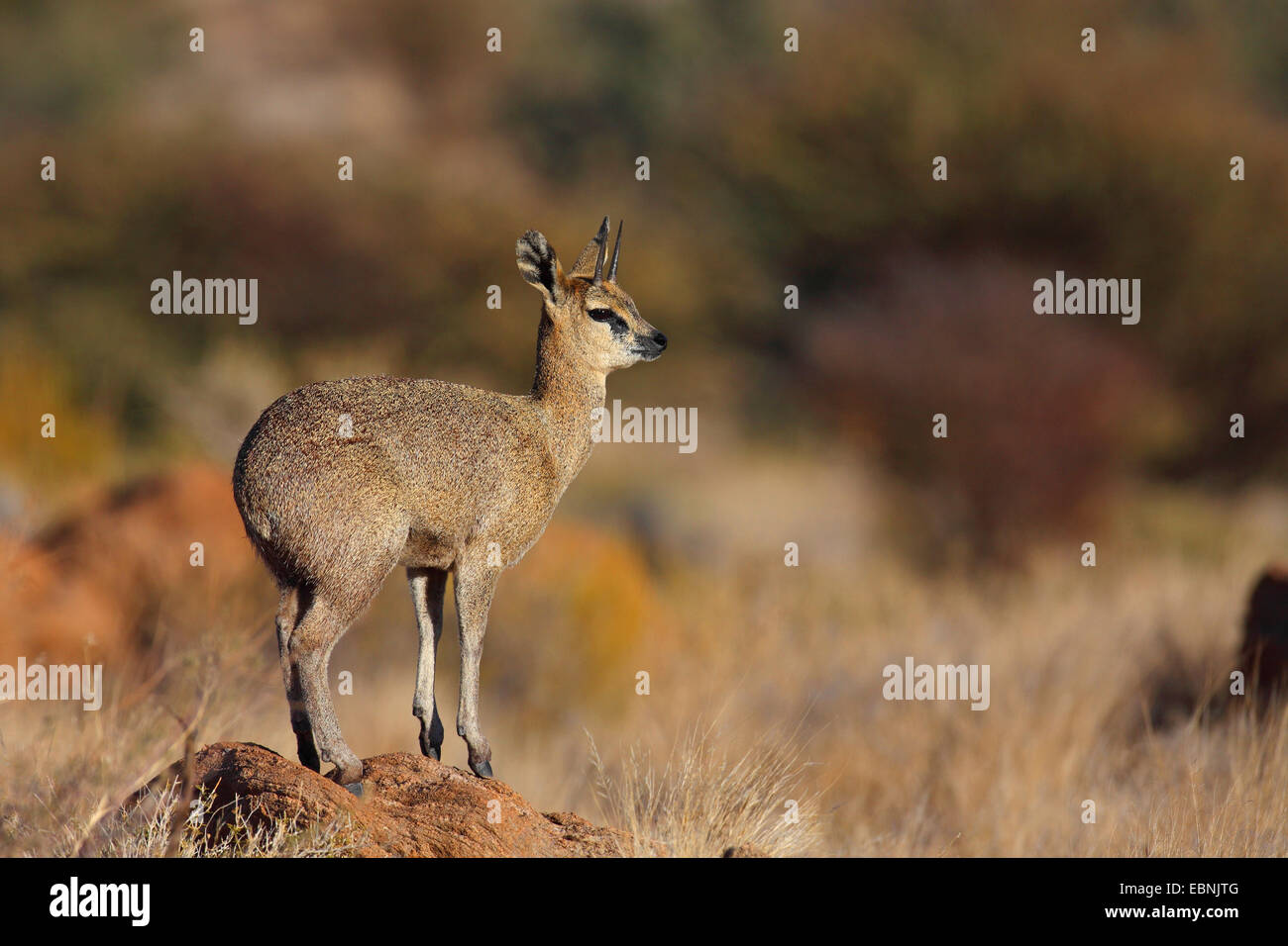 Klippspringer (Oreotragus Oreotragus), Männchen steht auf einem Felsen ...