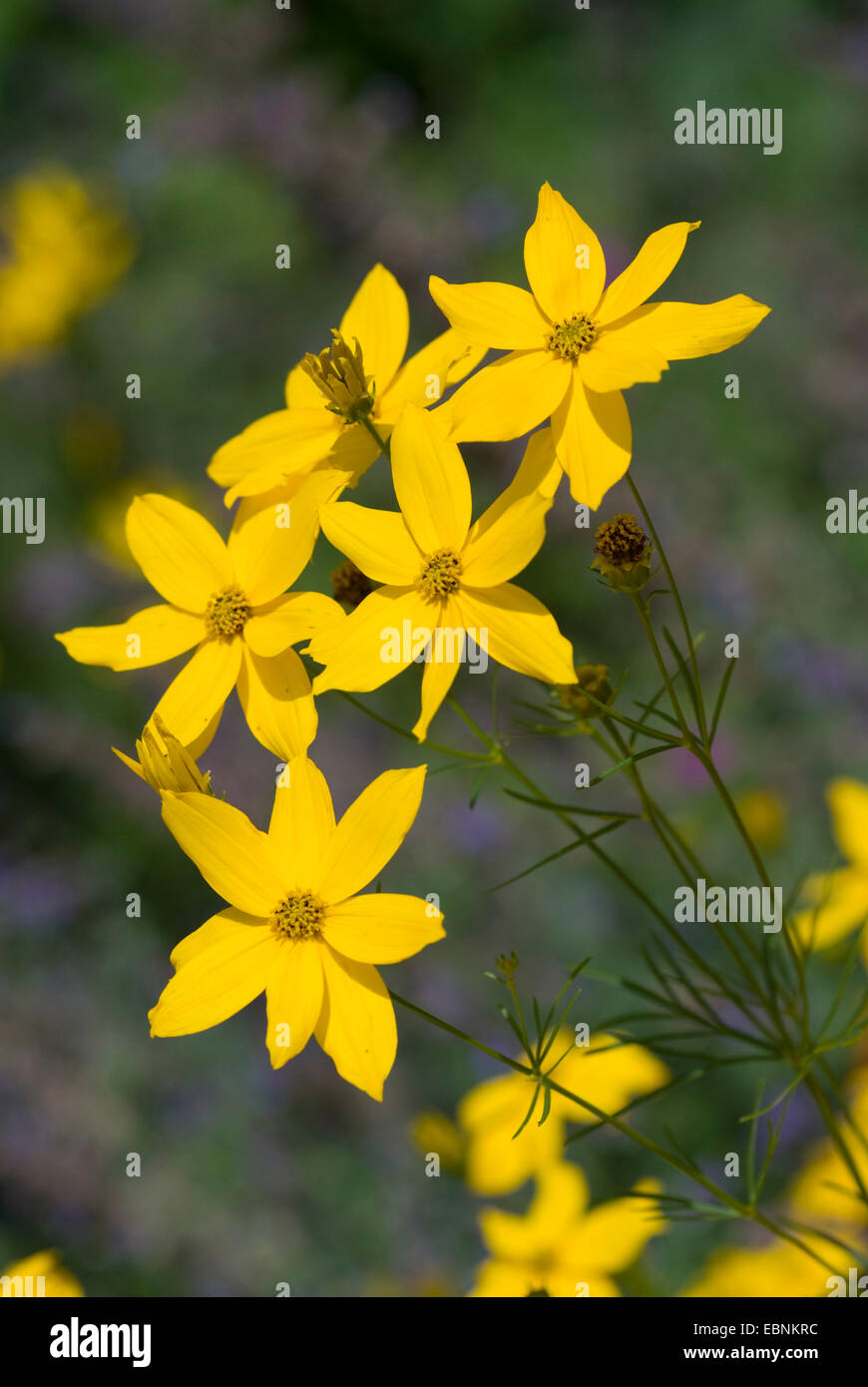 Steife Tickseed, Prairie Coreopsis, Prairie Tickseed, steifen Coreopsis ...