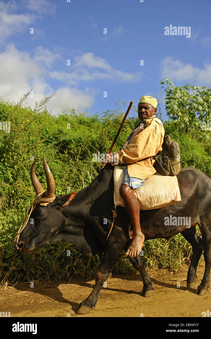 Zebu, bucklig Rinder Indicus-Rinder (Bos Primigenius Indicus, Bos ...