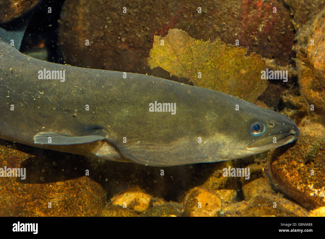 River eel -Fotos und -Bildmaterial in hoher Auflösung – Alamy