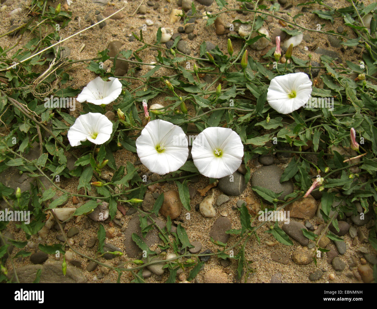 Feld Ackerwinde, Feld-Winde, kleine Ackerwinde (Convolvulus Arvensis ...