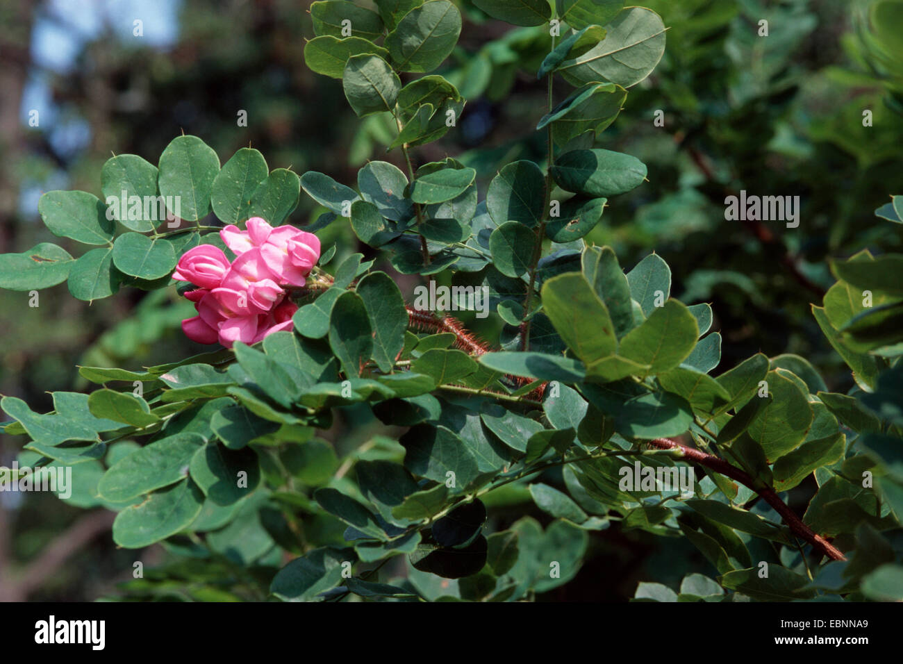 Robinia hispida -Fotos und -Bildmaterial in hoher Auflösung – Alamy