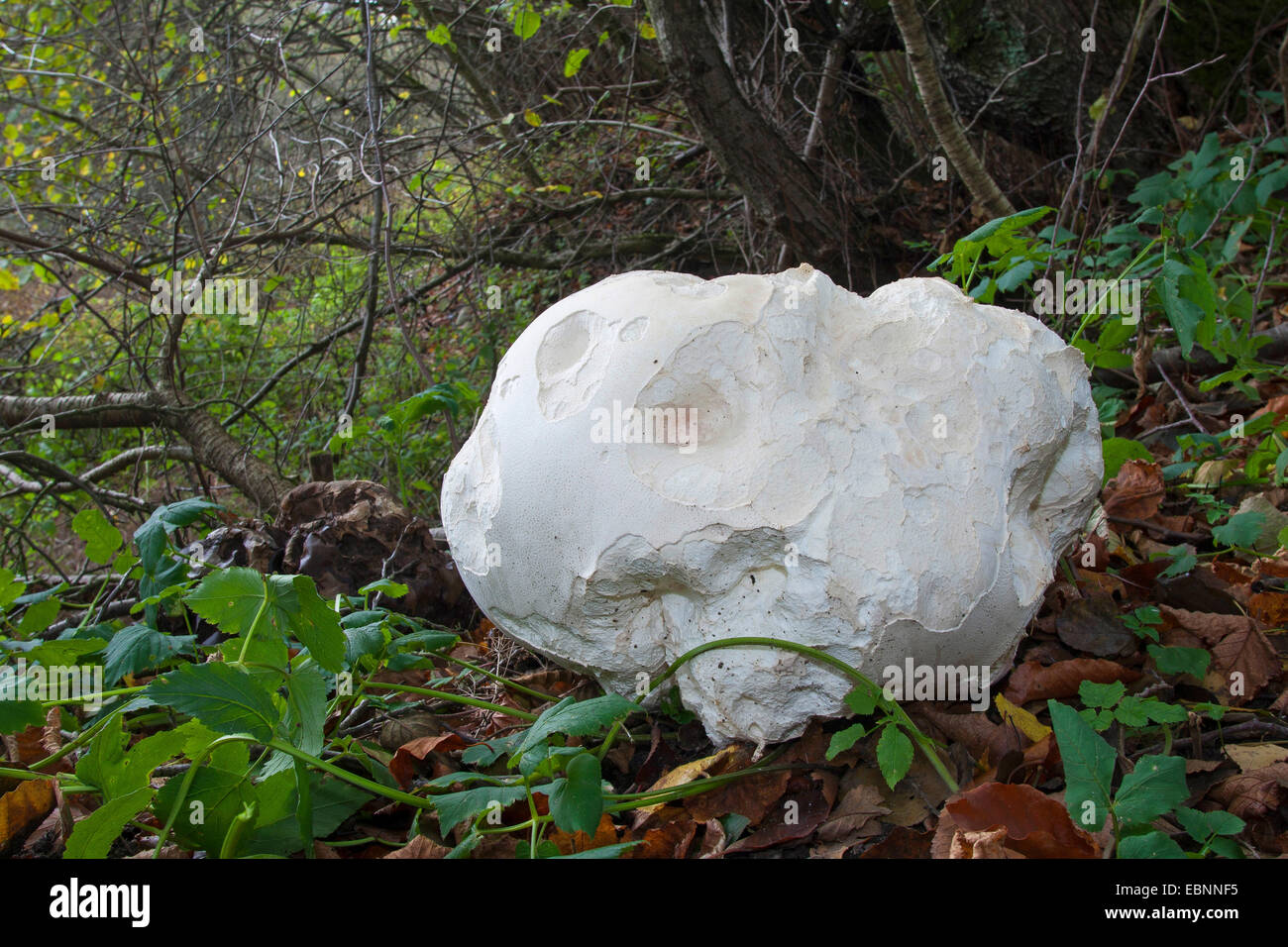 Giant Puffball, Puffball Mushroom (Calvatia Gigantea, Langermannia ... Giant Puffball, Puffball Mushroom (Calvatia Gigantea, Langermannia ...