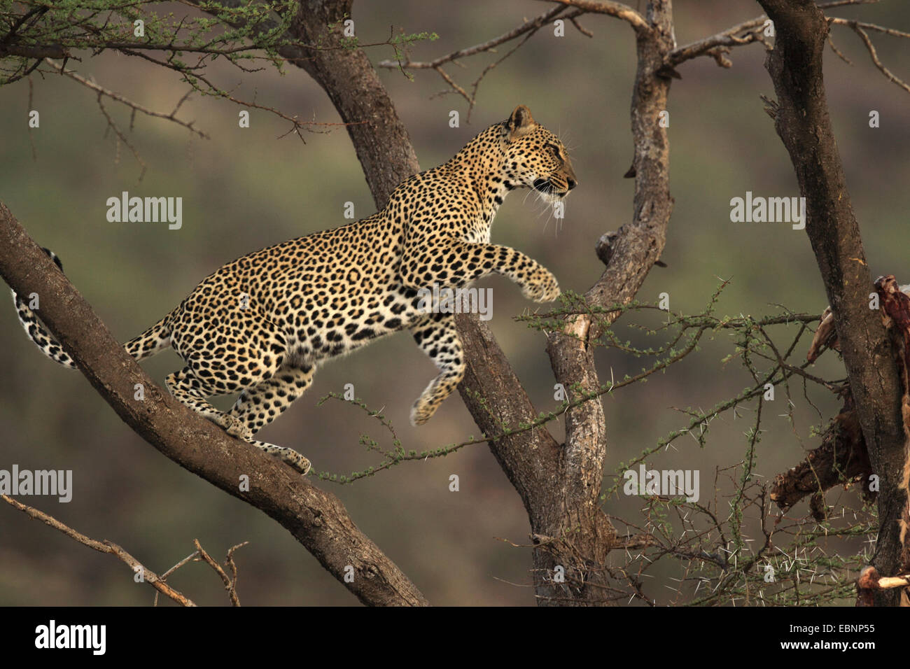 Leoparden springen -Fotos und -Bildmaterial in hoher Auflösung – Alamy