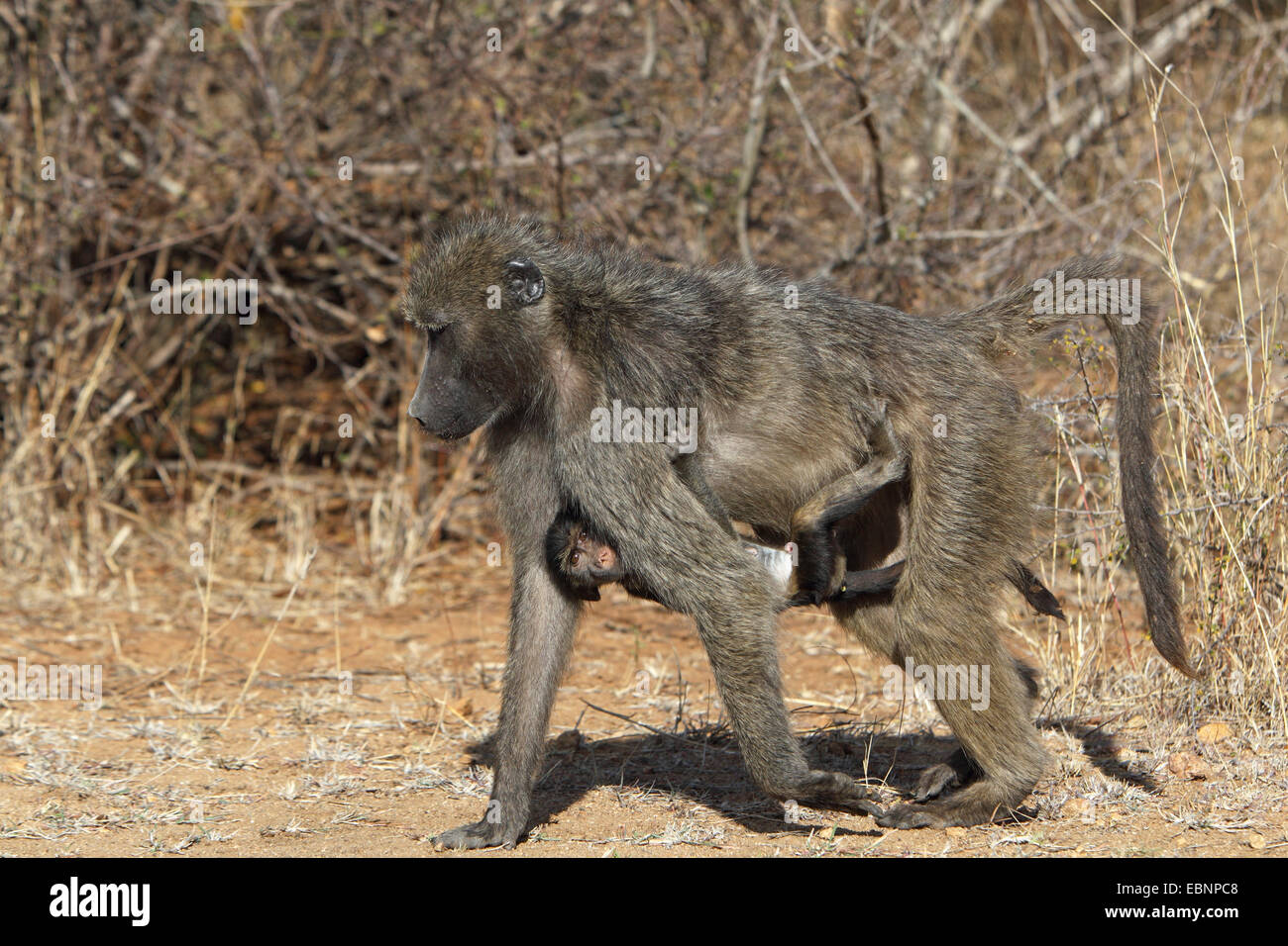 Olive pavian mutter und ihre jungen -Fotos und -Bildmaterial in hoher ...