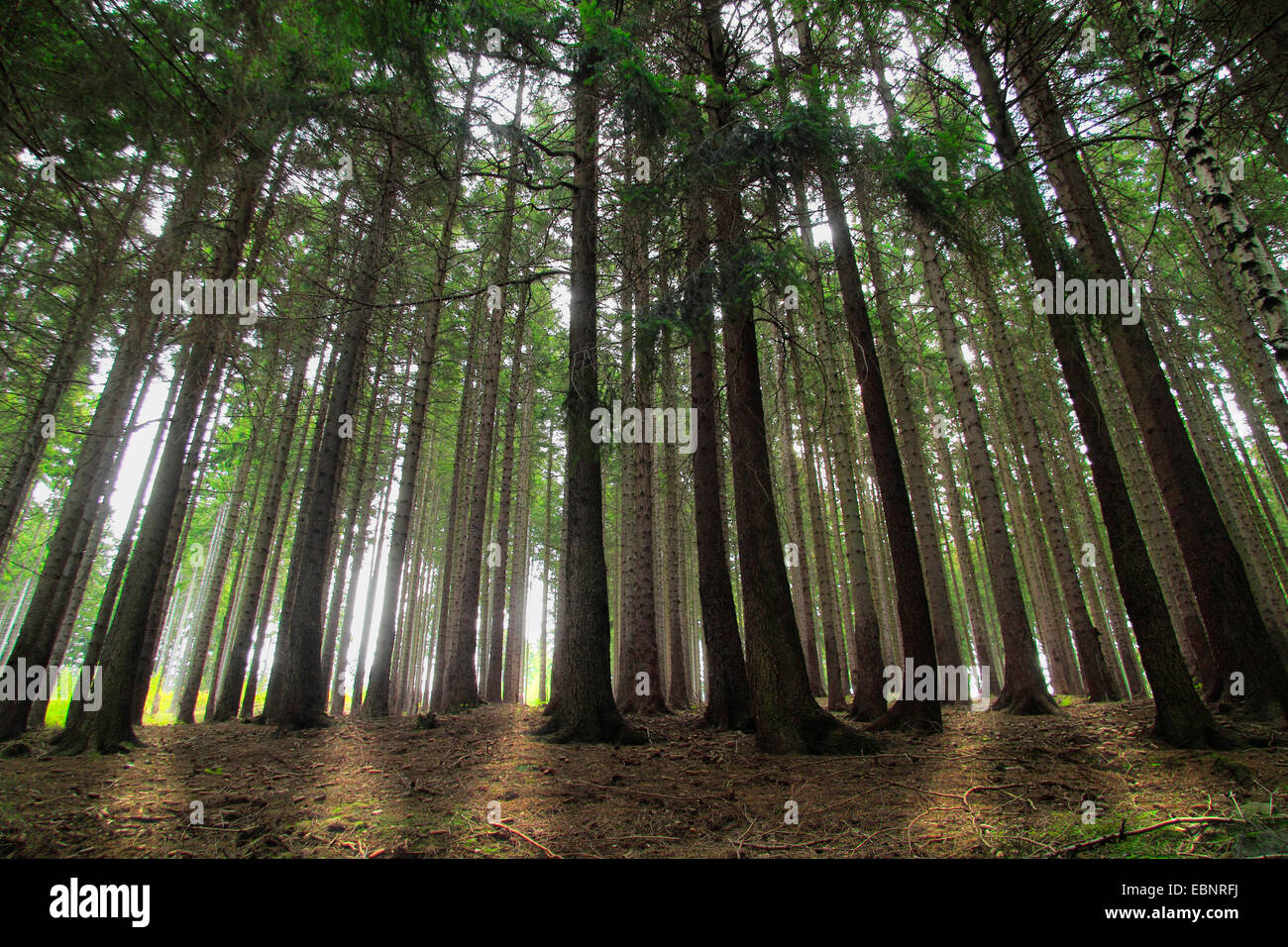 Spruce Picea Abies Forest Habitat Stockfotos und -bilder Kaufen - Alamy
