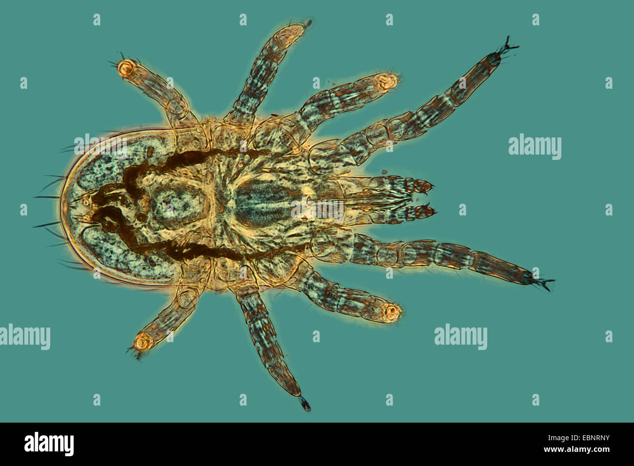 rote Milbe von Geflügel, Geflügel rote Milbe, Milbe roten Huhn, Huhn ...