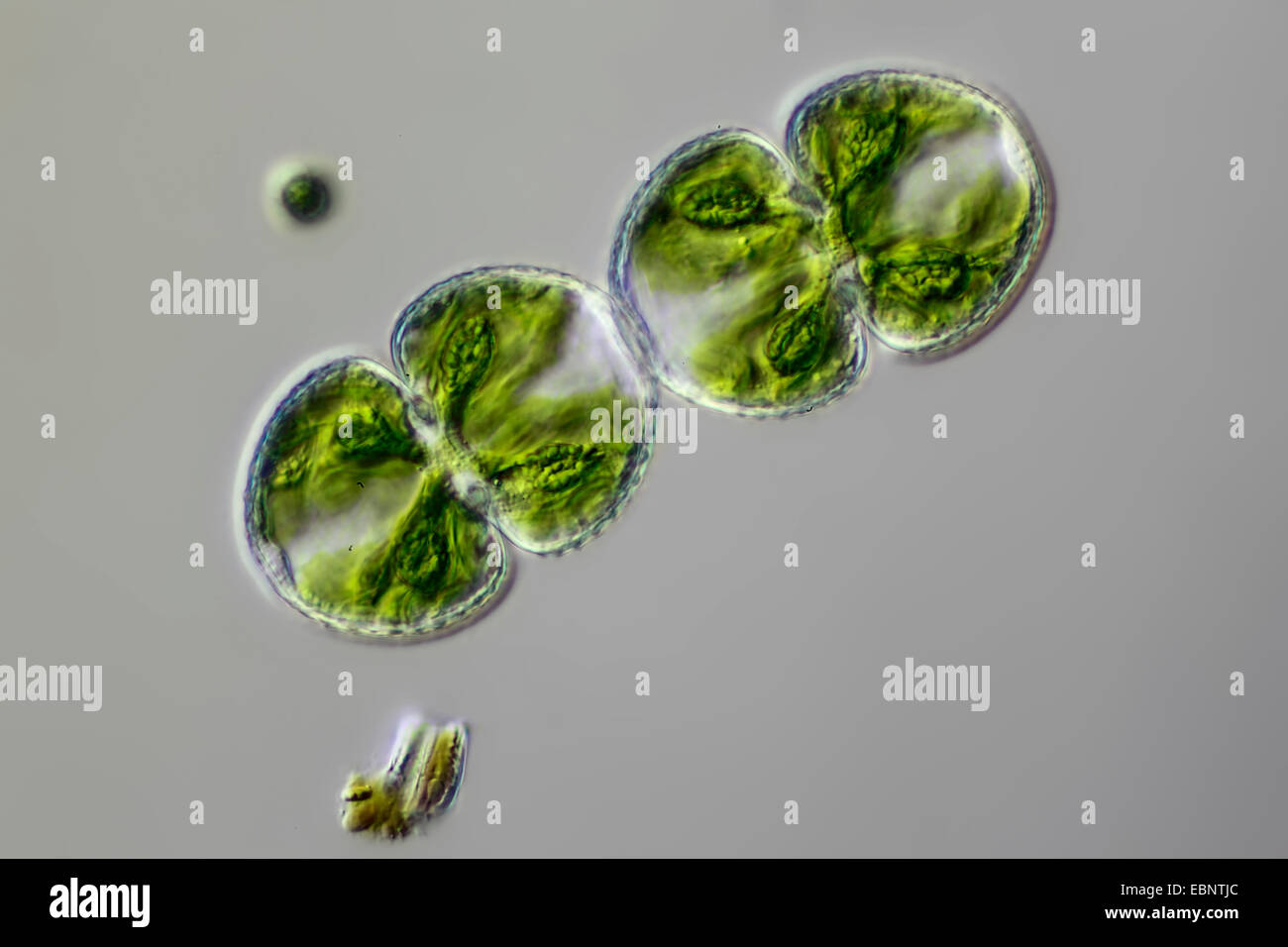 Green algae microscope -Fotos und -Bildmaterial in hoher Auflösung – Alamy