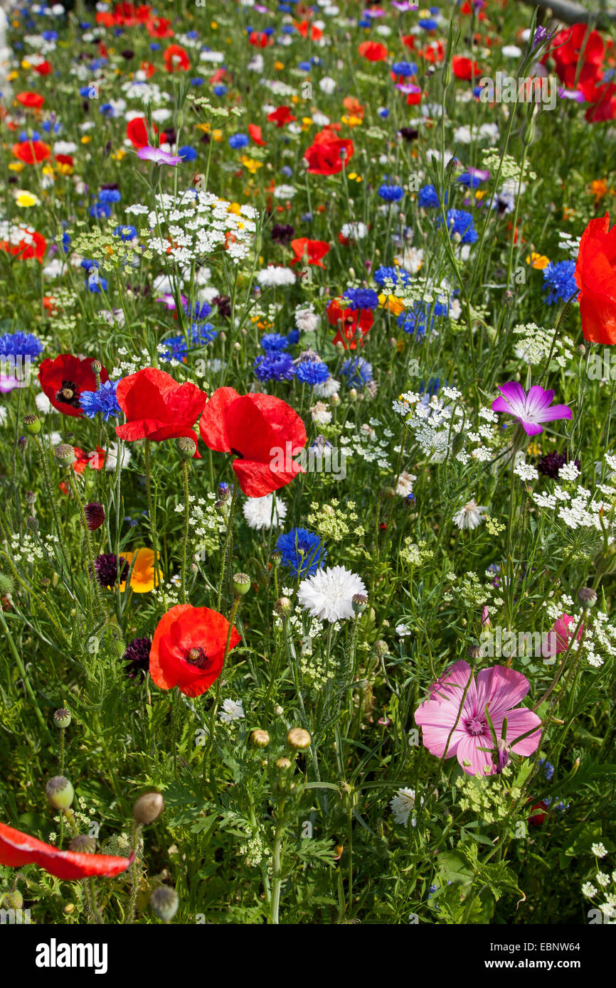 Wiese kornblumen -Fotos und -Bildmaterial in hoher Auflösung – Alamy