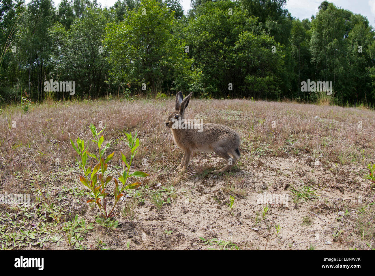 Feldhase, Feldhasen (Lepus Europaeus), stehend auf einer Wiese ...