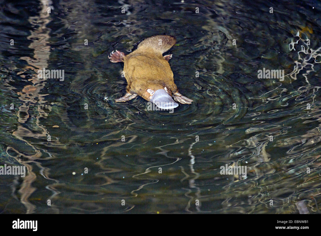 Platypus front view -Fotos und -Bildmaterial in hoher Auflösung – Alamy