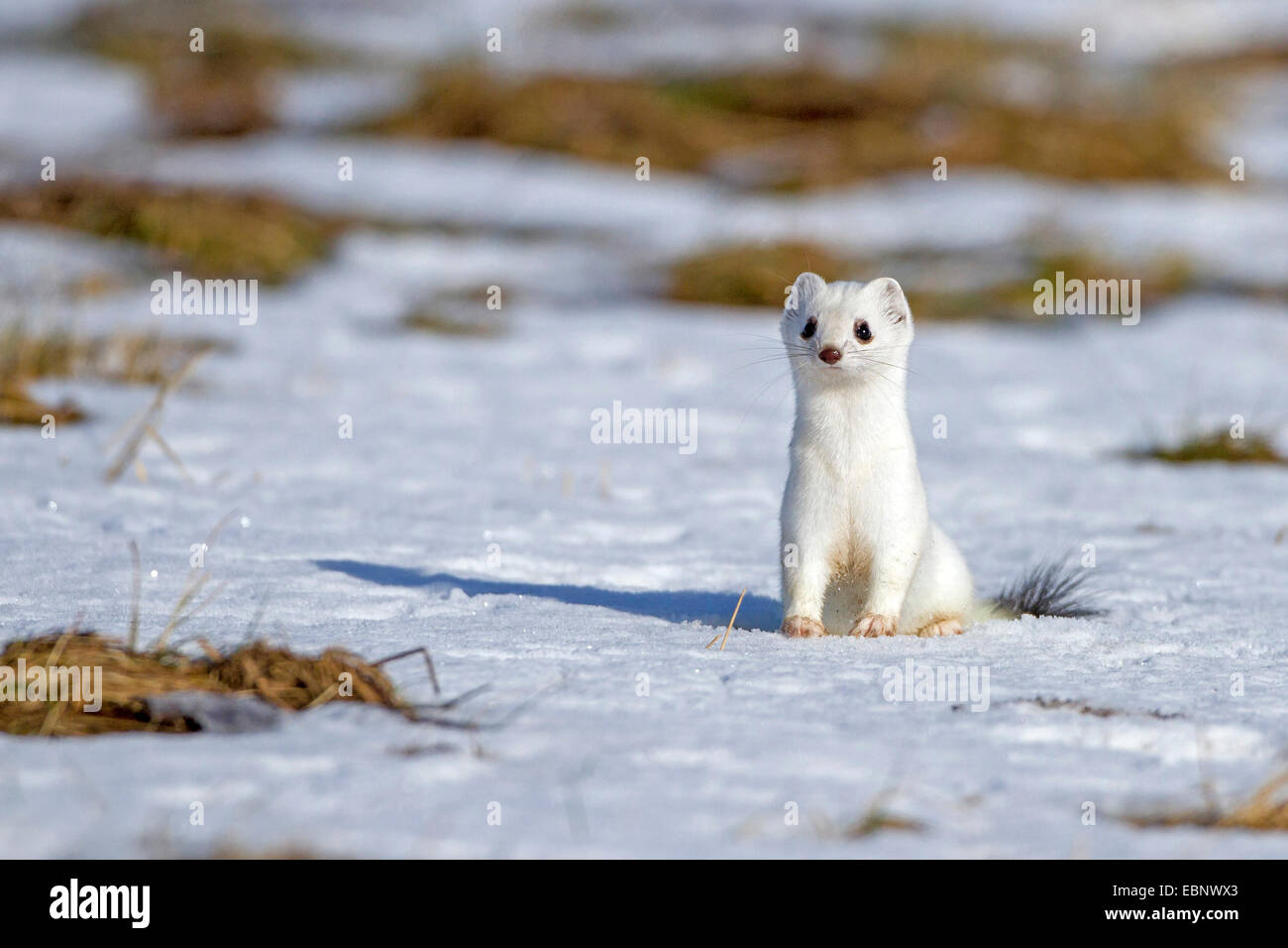 Hermelin, Hermelin, kurzschwänzige Wiesel (Mustela Erminea), sitzen auf ...