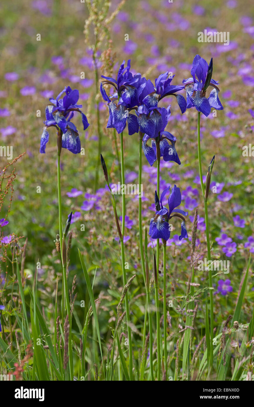 Sibirische Schwertlilie Iris Sibirica Blühen In Eine Wiese