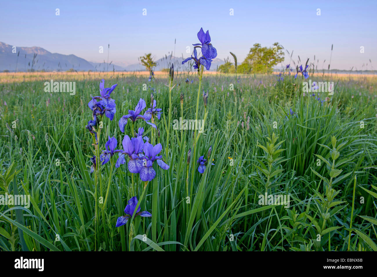 Sibirische Schwertlilie Iris Sibirica Blühen In Eine Wiese
