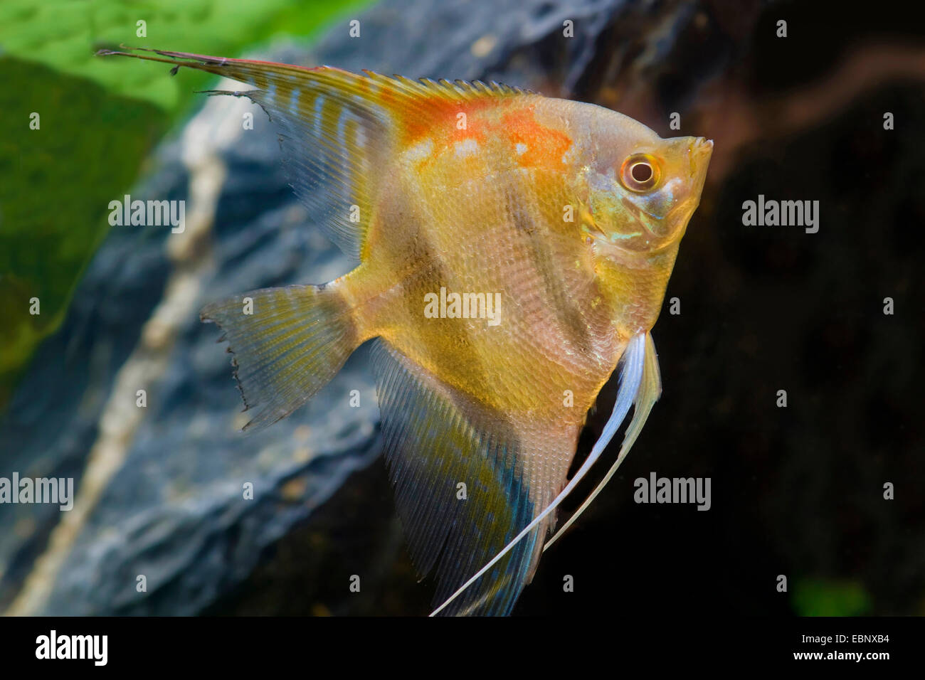 Redback Angel (Pterophyllum vgl. Scalare Lago Manacapuru ...